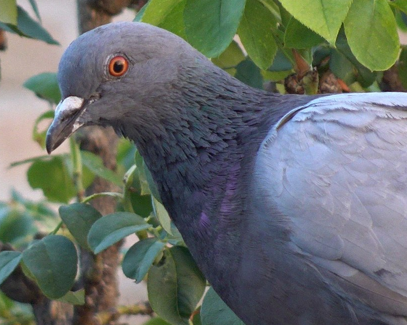 Ol’ Dirty Bird, Pigeon – A Flick of the Pen